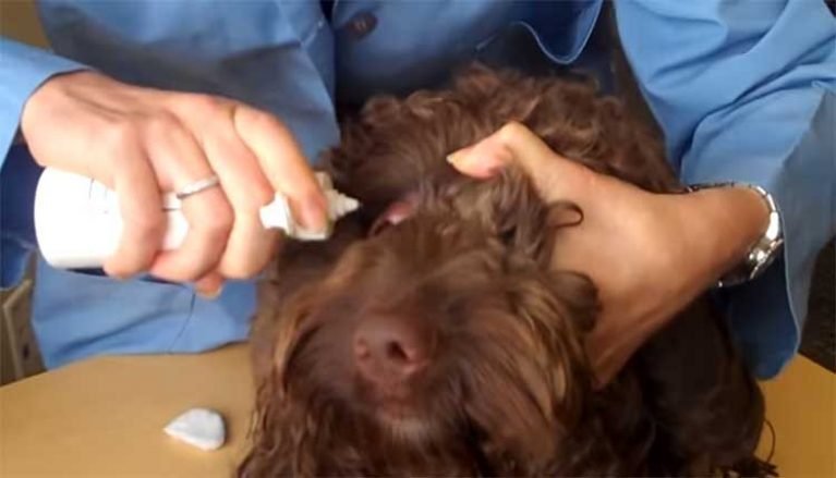 How to Groom a Dog at Home - DIY Dog Grooming Guide