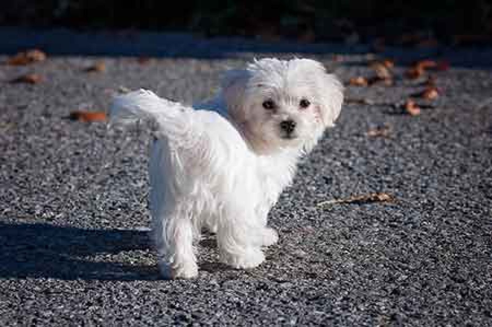 World’s Smallest and Sensitive Dog Breeds - Pet Dog Planet