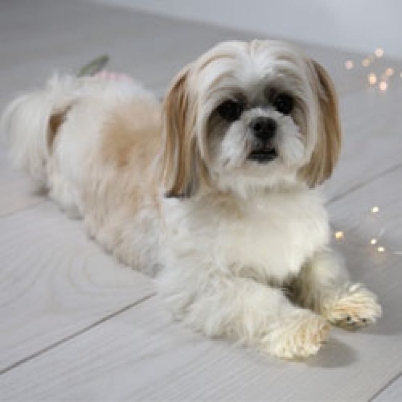 15 Teddy Bear Dog Breeds | Most Beautiful Dogs in the World