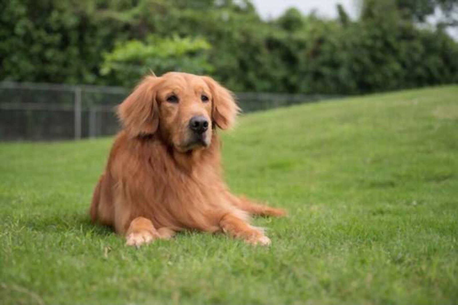 Dog-Care Facts Every Golden Retriever Owner Needs to Know