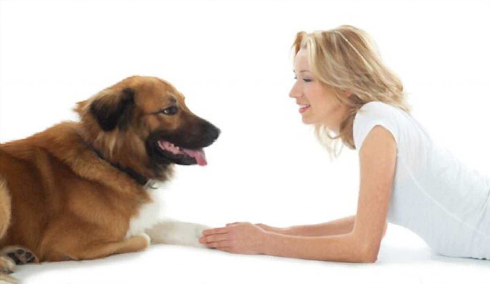 Secret Revealed! How Do Dogs Communicate With Humans