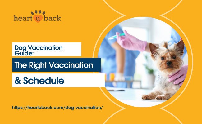 Dog Vaccination Schedule | Your Complete Guide to Dog Vaccinations