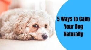 Calm Dogs Naturally | Most Effective Natural Remedies