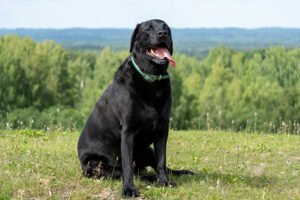 Black Labrador: Your Essential Guide To This Beloved Breed!