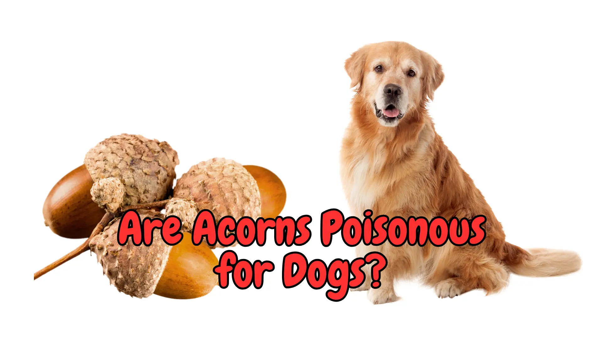 Can Dogs Eat Acorns? Find Out The Dangers!
